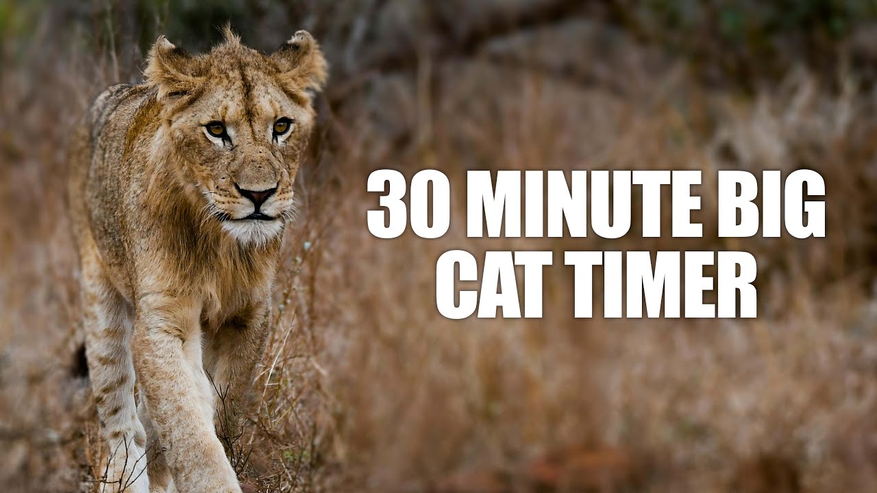 30 Minute Timer - Thirty Minute Big Cat Timer - Tiger Growling Alarm ...