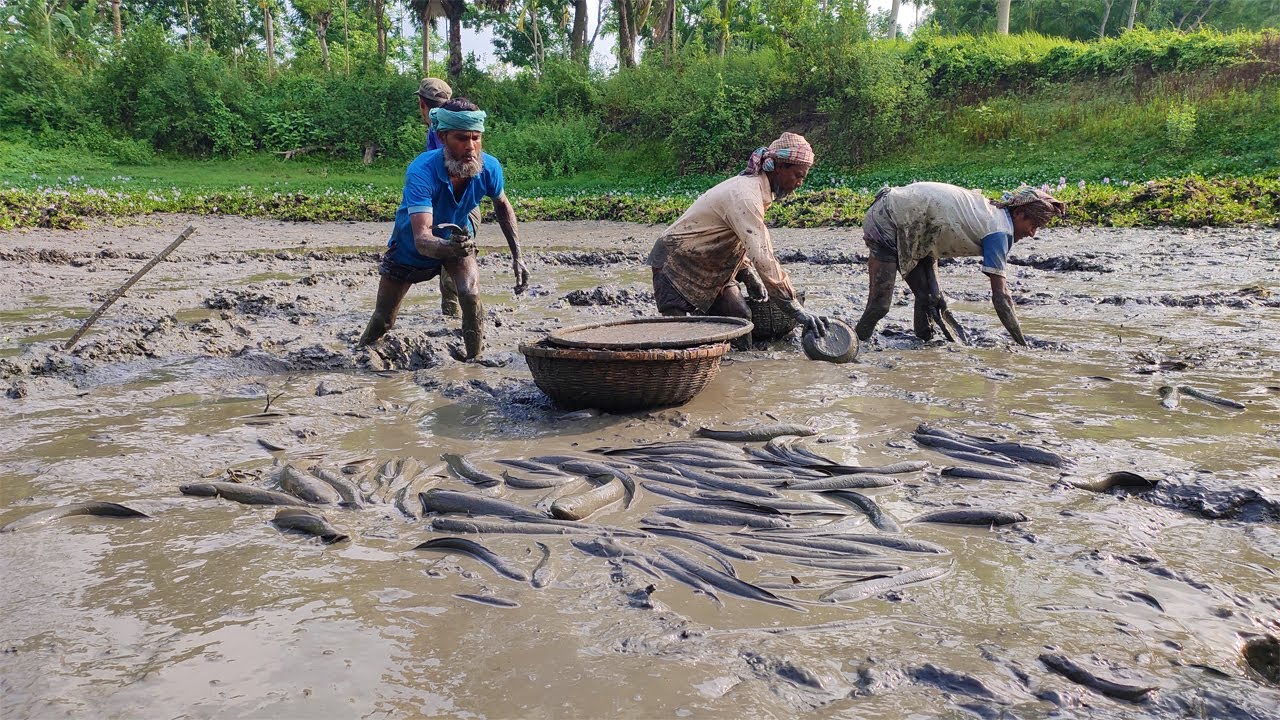 Unbelievable Fishing in Mud Water - Catching Snake Head Fish by Hand ...