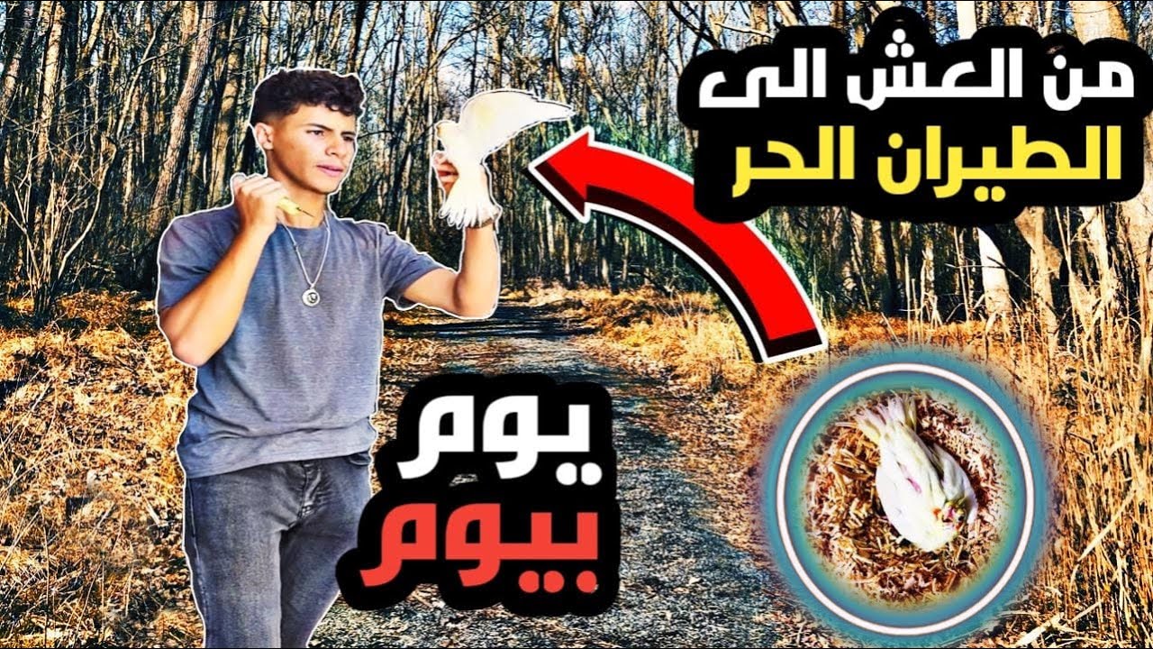 من العش 🐣الى الطيران الحر 🕊️ Youtube