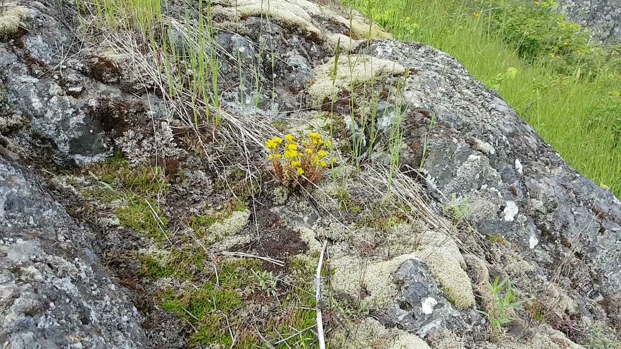 Basic rock outcrop ecology - YouTube