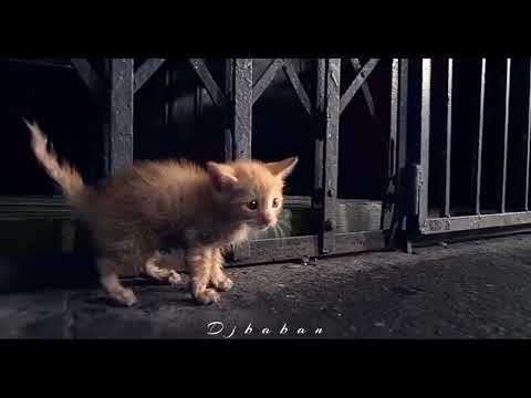 cat lovers #whatsapp status #i love cat #plz like& subscribe 🙏