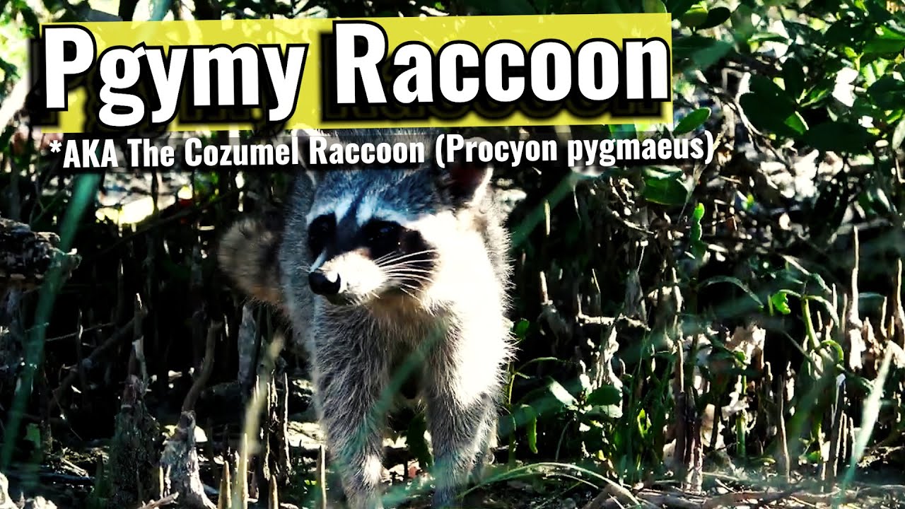 Facts about Pygmy Raccoons! - YouTube