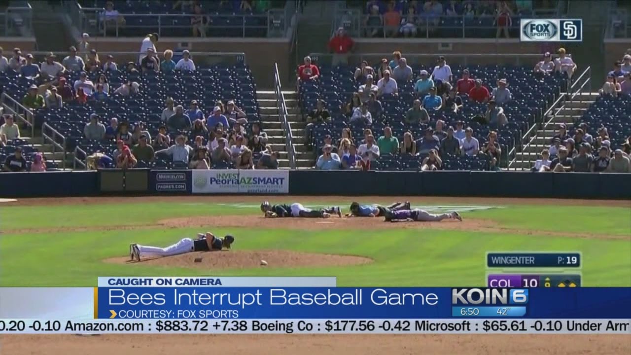 Bees swarm infield during spring training game - YouTube