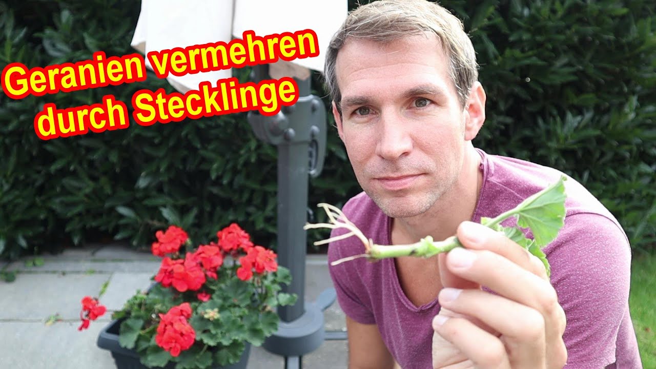 Schone Geranien Selber Ziehen Bild
