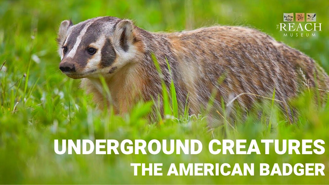 Underground Creatures: The American Badger - YouTube