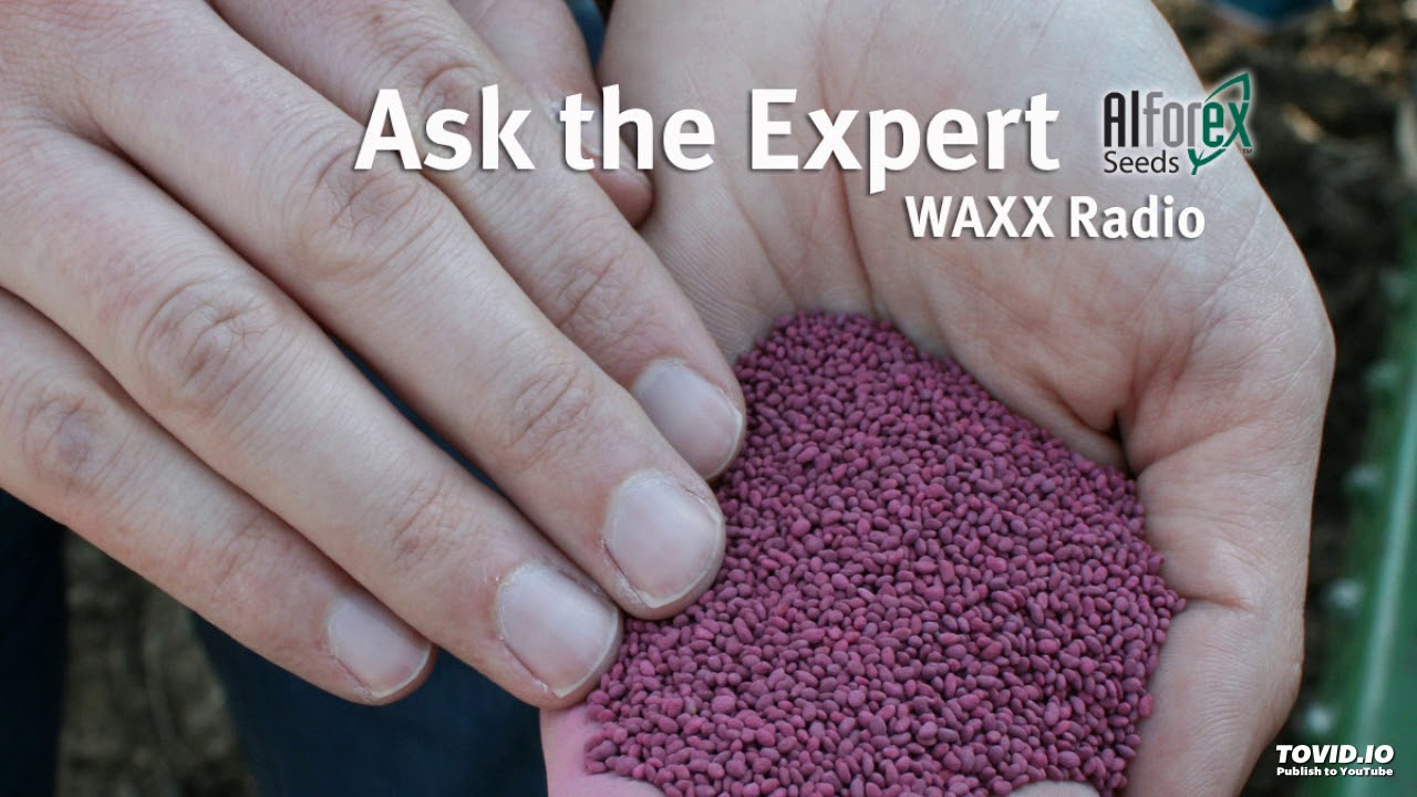 Ask The Alfalfa Expert - Direct Seeding Alfalfa, 1/2/19 - YouTube
