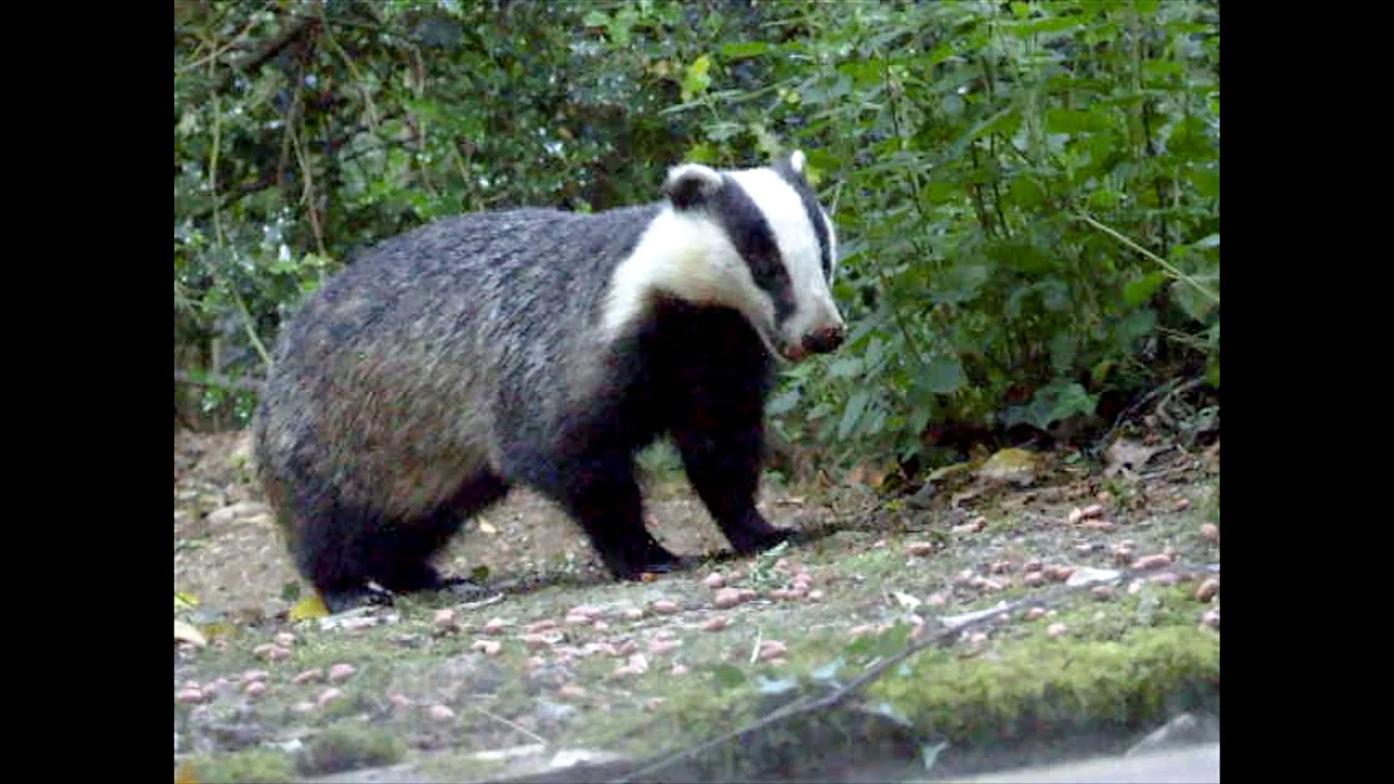 Badgers 2nd June 2020 - YouTube
