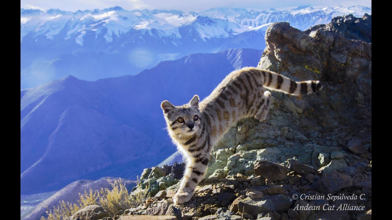 CHILE: GATO ANDINO, EL FELINO MÁS AMENAZADO DE AMÉRICA - YouTube