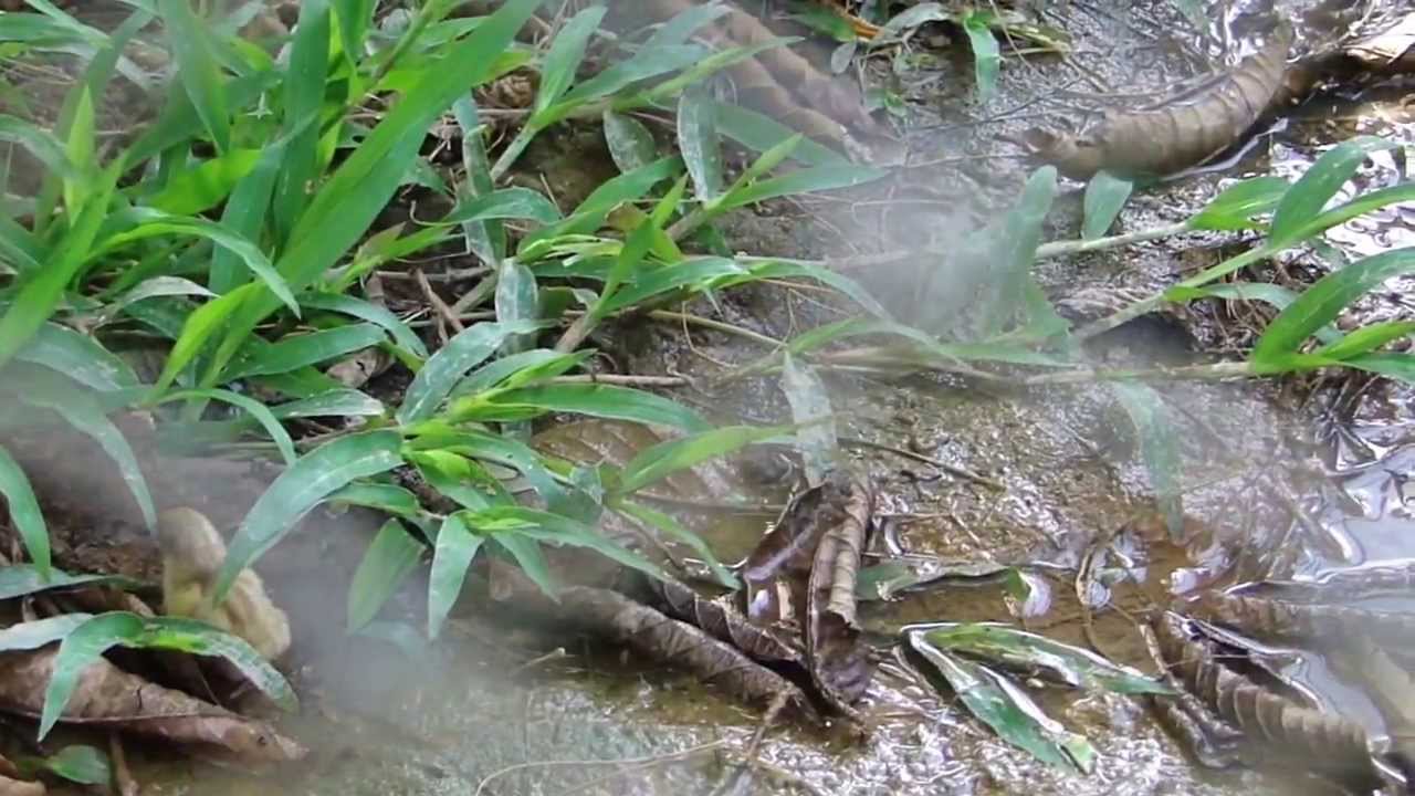 filhotes codorna chinesa - YouTube