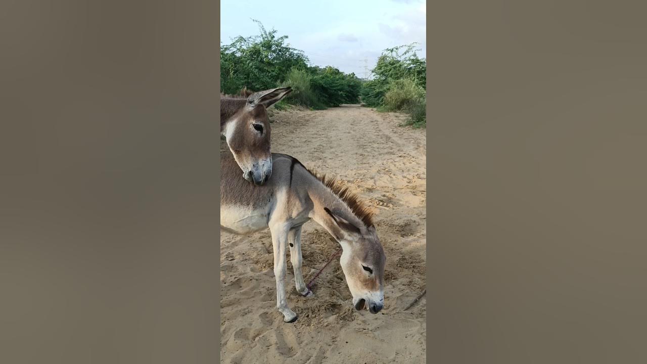 Donkeys Animals donkeys - YouTube