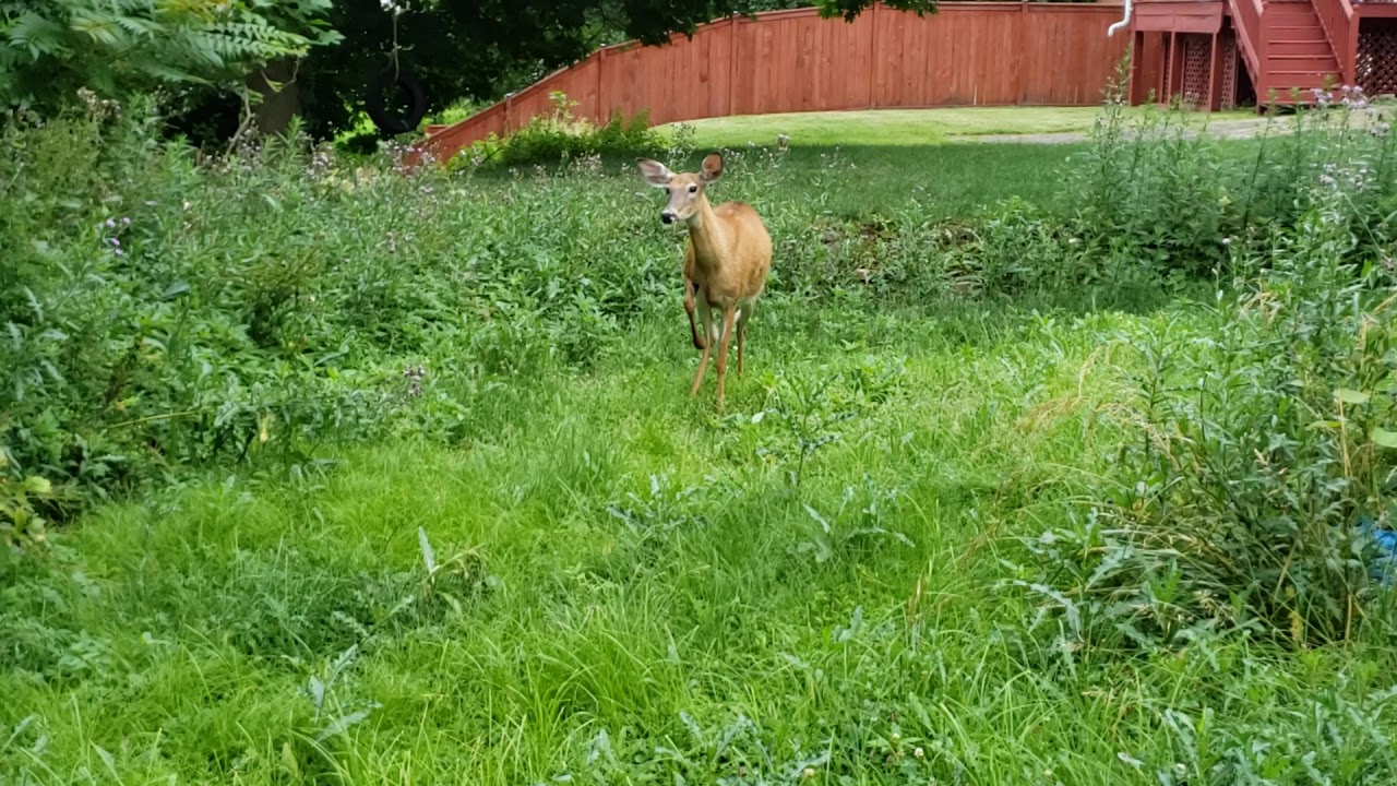 Deer Muffin - YouTube