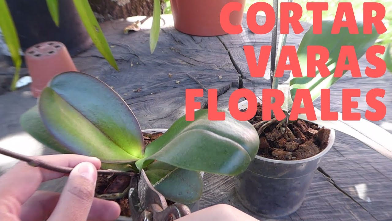 Cortar las varas florales de las Orquídeas || Orquiplanet - YouTube