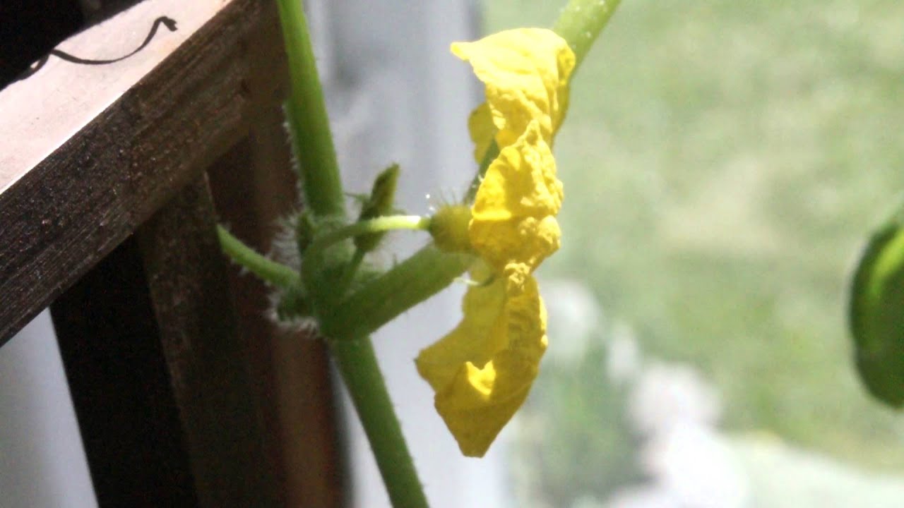 Cucumber flowers in bloom on indoor Cucumber plant garden....May 2013 ...