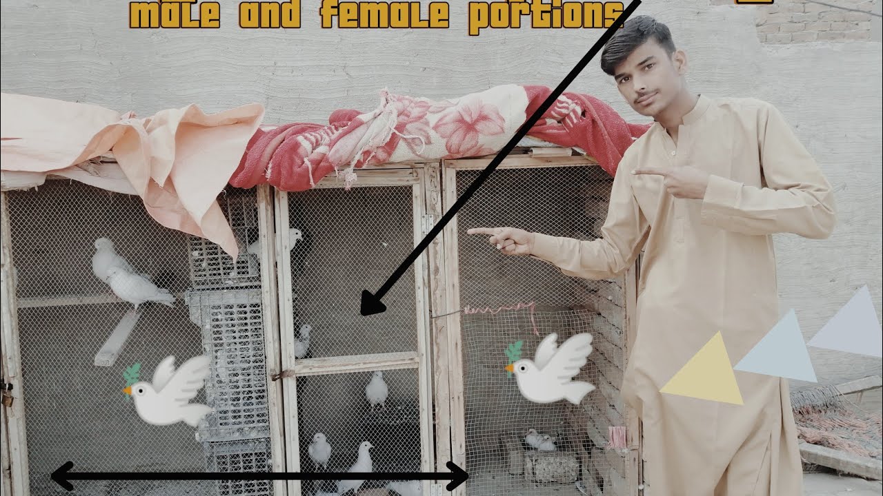 Pigeon setup ready || How to ready setup with two portion Male and ...