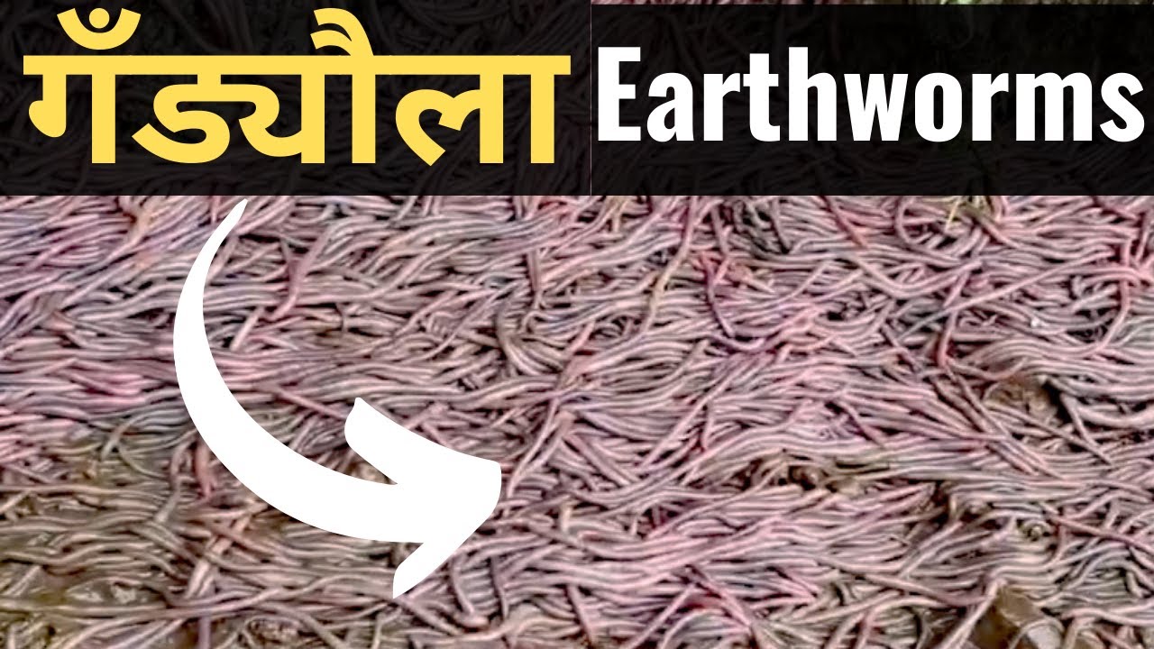 गँड्यौला नै गँड्यौला | Unbelievable Swarming of Earthworms in Nepal ...