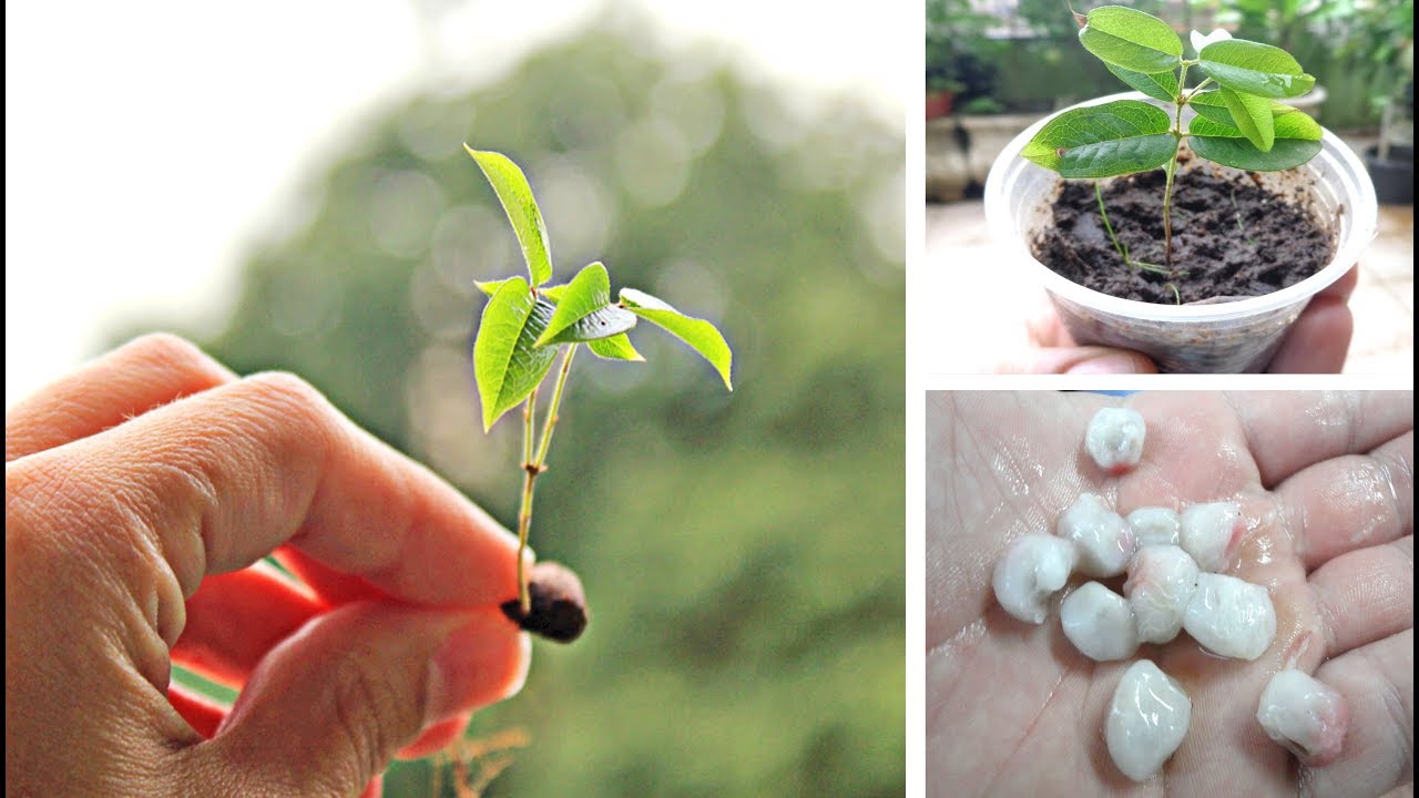 COMO PLANTAR JABUTICABA, APRENDA A GERMINAR + DICAS - YouTube