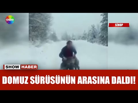 Çıplak elle yaban domuzu yakaladı!