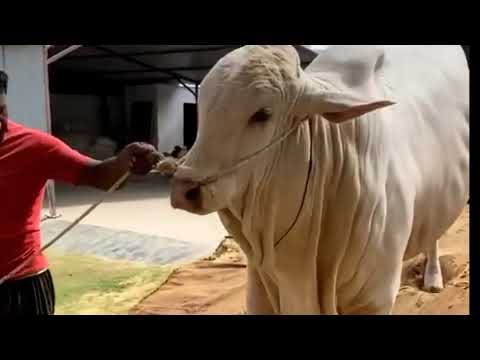 mashallah qurbani janwer| short beta | all world visit