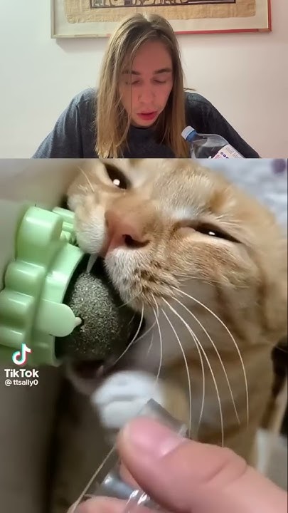 If Cats Could Talk // Cat vs Catnip - YouTube