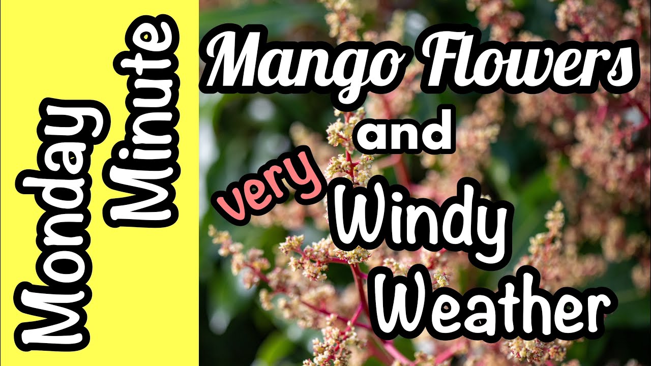 Monday Minute- Mango Flowers and (very) Windy Weather - YouTube