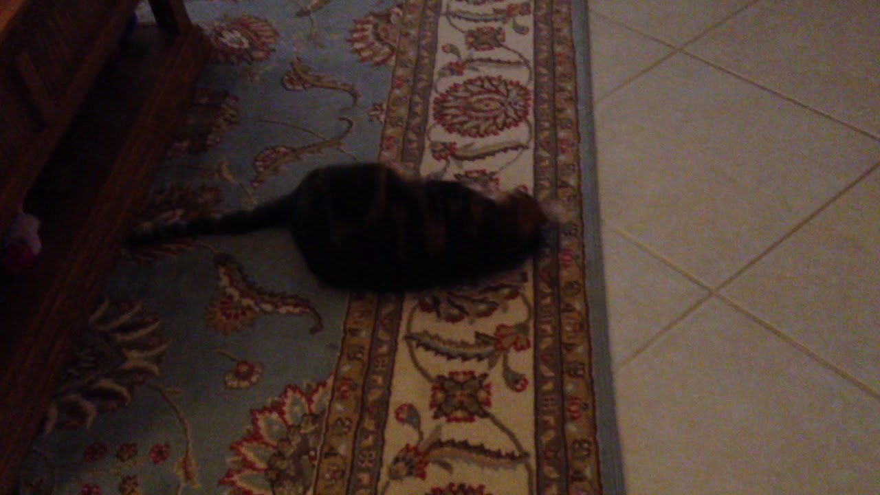 Video of adoptable pet named Bindi - YouTube