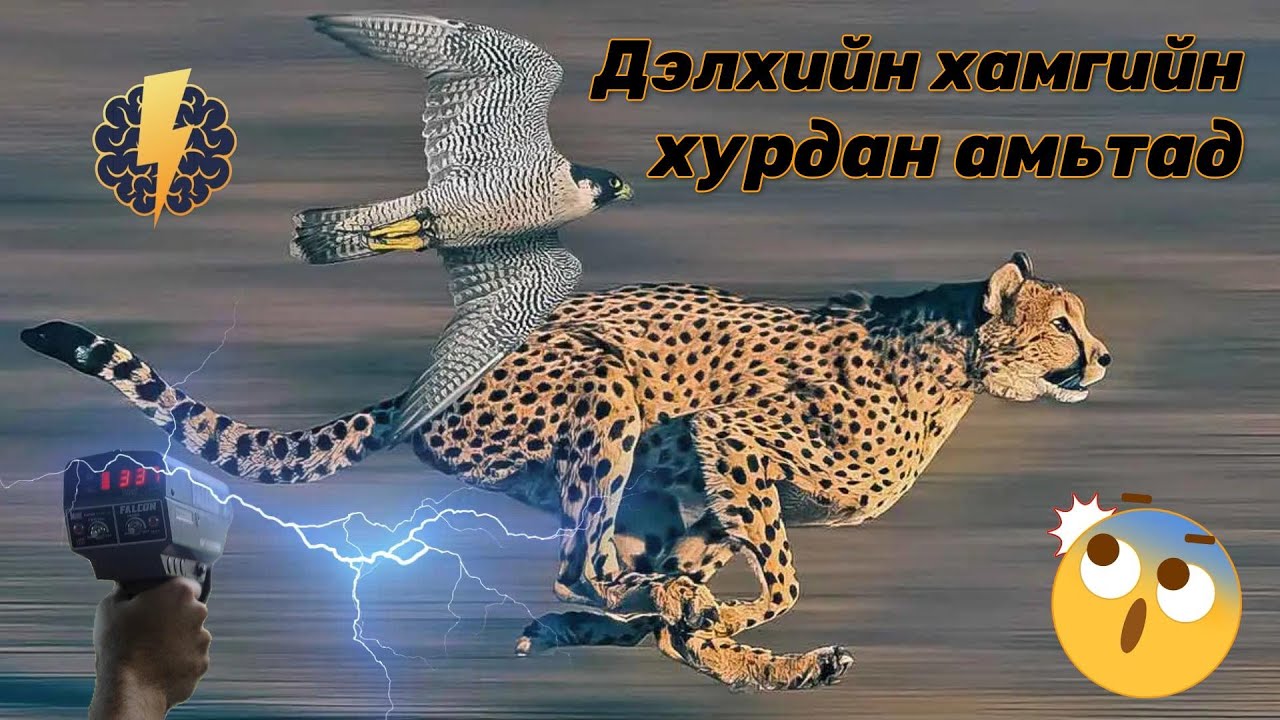 Дэлхийн хамгийн хурдан амьтад Youtube