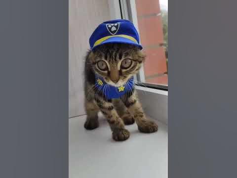 Косплей щенячьего патруля для котика/ Paw patrol & my cat #cat #кот # ...