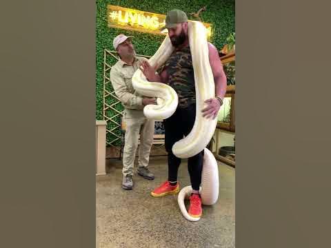 Bodybuilder Vs Giant Python 🐍 #shorts #animals #reptile #giant #python ...