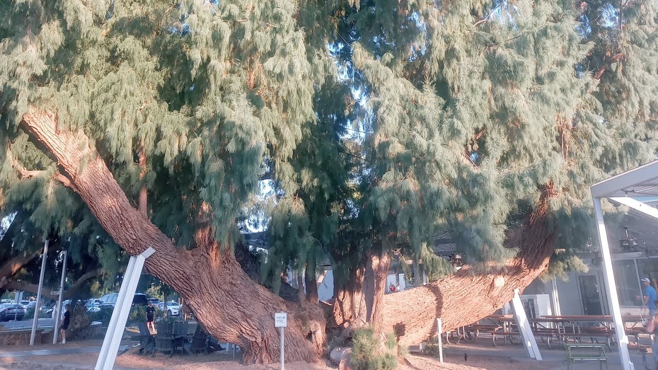 The Most Impressive Tree I've Ever Seen! 😲 - YouTube