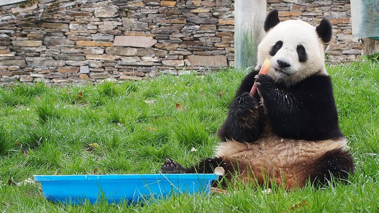 20240424 Giant Panda Sheng Yi 升谊 @Wolong China Giant Panda Garden 卧龙中华大 ...