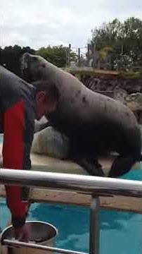 โชว์ปลาพยูนเต้นระบำที่Marineland@France - YouTube
