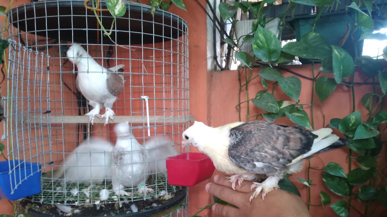 Fancy Pigeon Breeding maraming binipisyo stress Reliever as well agree ...