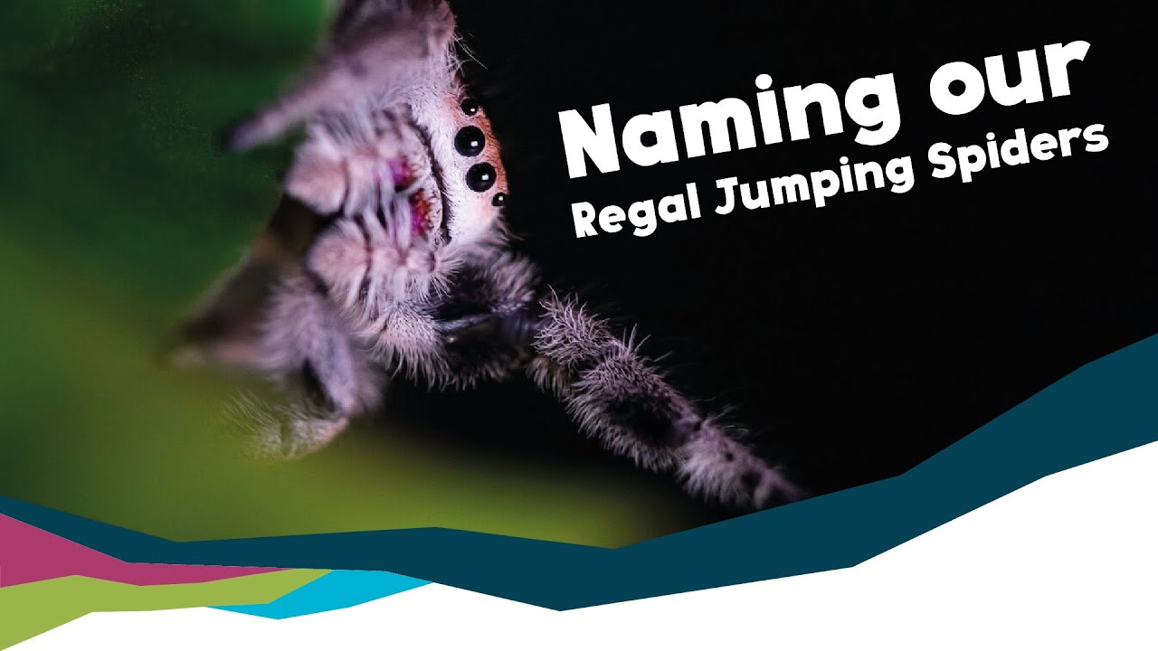 A new generation - Regal Jumping Spiders [Paignton Zoo] - YouTube