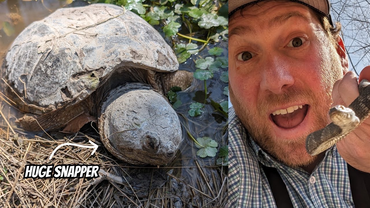 Spotted, Painted, and Snapping Turtles | Field Herping Virginia - YouTube