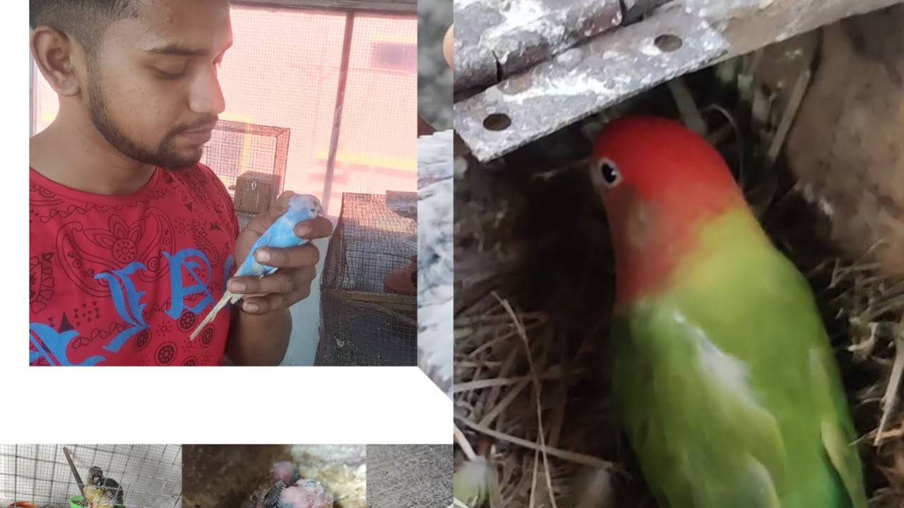 all birds update ️ subscribe and saport - YouTube