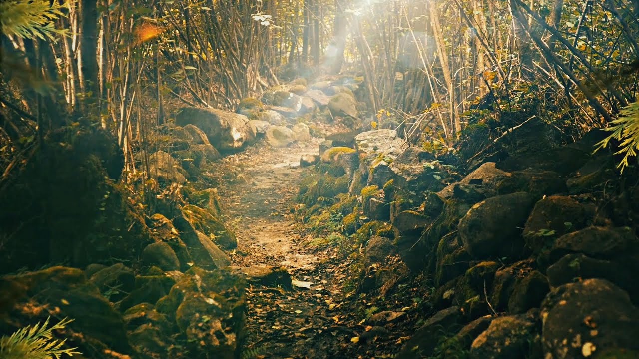 Misty Forest Escape: Relaxing Birdsong and Serene Nature Ambience - YouTube