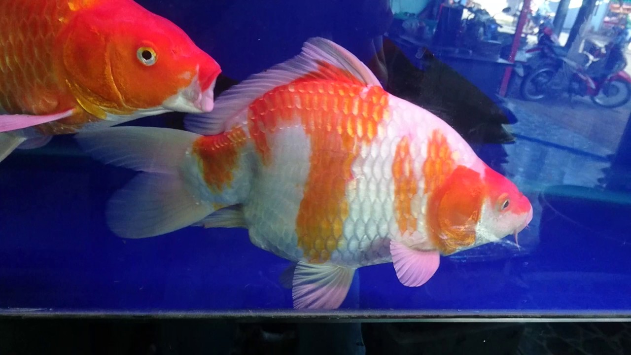 Kohaku koi short body - YouTube