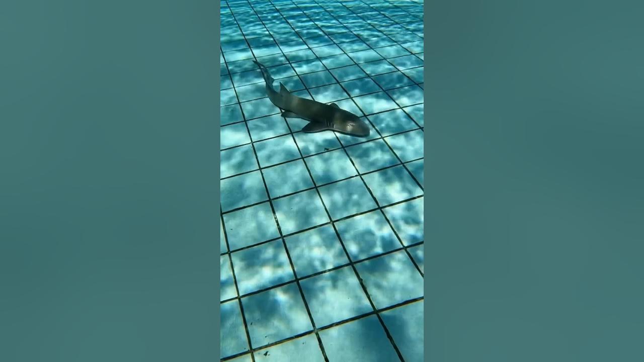 Swimming With A Shark In My Pool!! - YouTube
