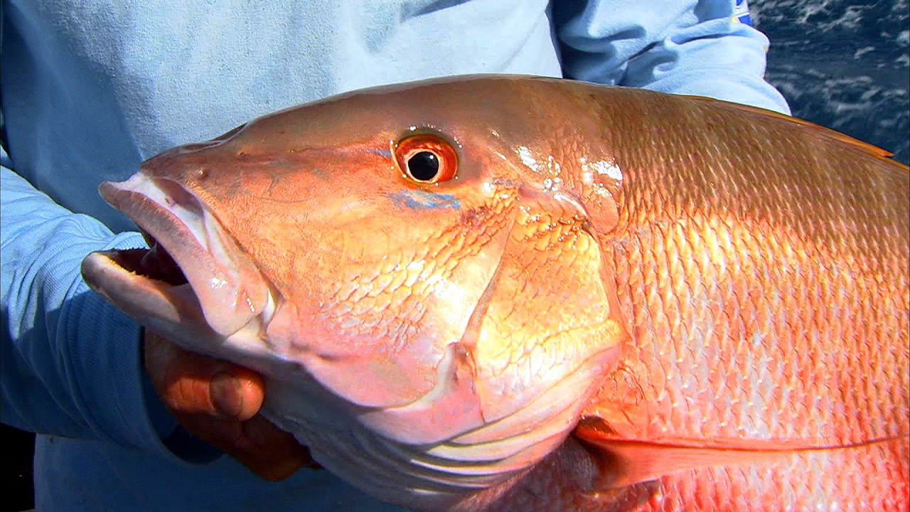 Mutton Snapper Fishing Tip - Bite The Heads Off Your Live Baits - YouTube