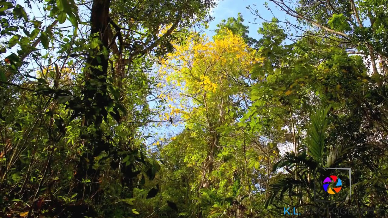 Fondes Amandes Community Reforestation Project Trinidad & Tobago - YouTube