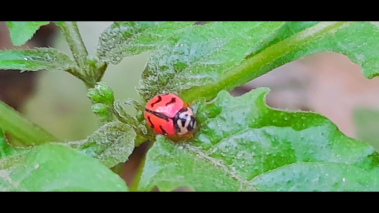 Adorable, Graceful & Elegant Ladybug (Coccinellidae) By Digital Diary ...