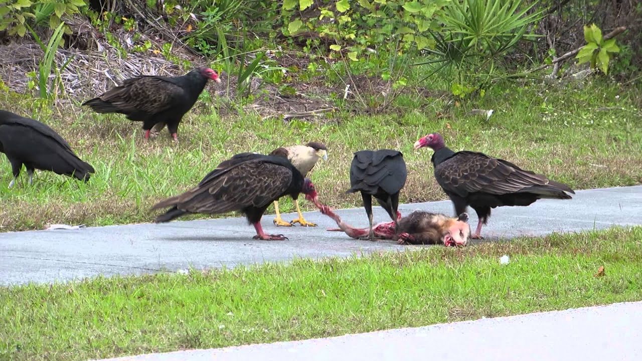 caracara feeding on opossum with black and turkey vultures - YouTube