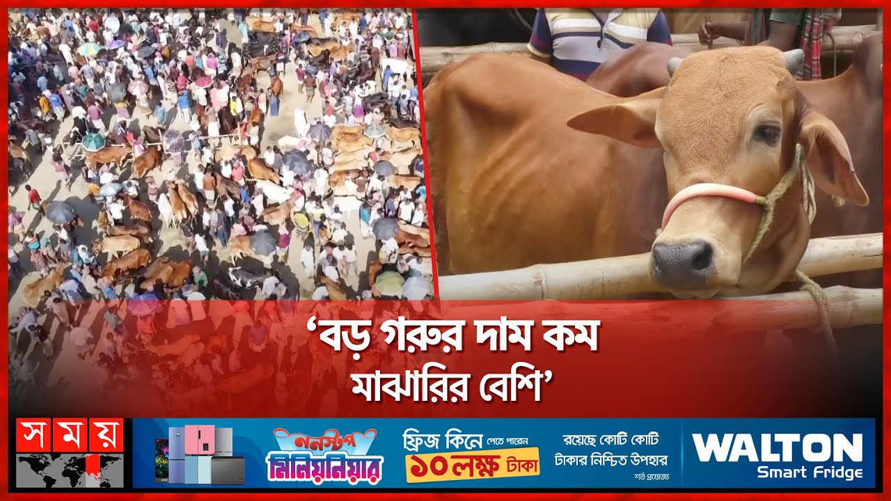 শেষ মুহূর্তে সারা দেশে জমজমাট পশুর হাট | Qurbani Cow Haat | Eid Ul Adha ...