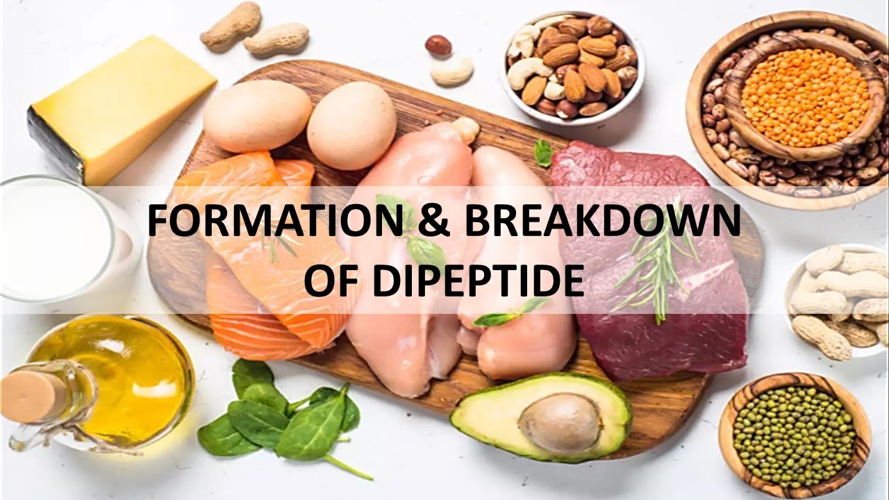 Formation and Breakdown of Dipeptide Drawing Tutorial - YouTube