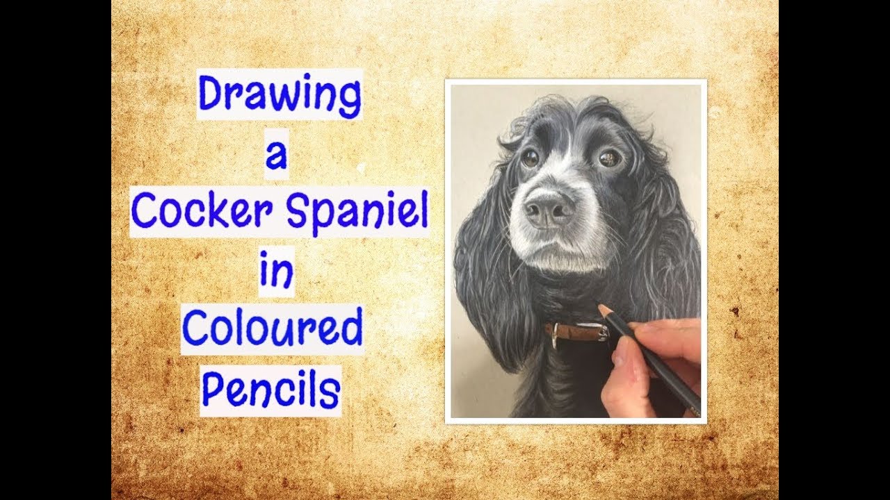 Drawing a Cute Cocker Spaniel Dog in Coloured Pencils. Animal Art Time ...