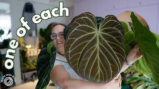 If I could only keep one of each genus | Plant with Roos