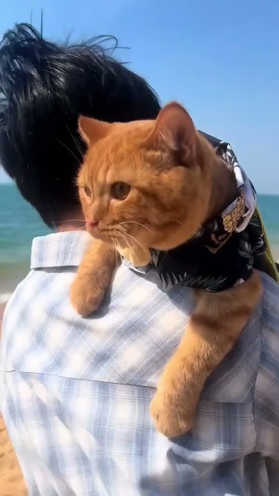 ชีวิตครอบครัวแมวจีน #ฉวนฉวนแมวส้ม #pets #cat - YouTube