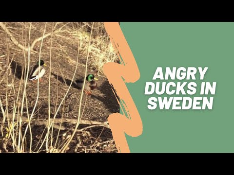 Ducks in Sweden | Filipina in Sweden Vlog