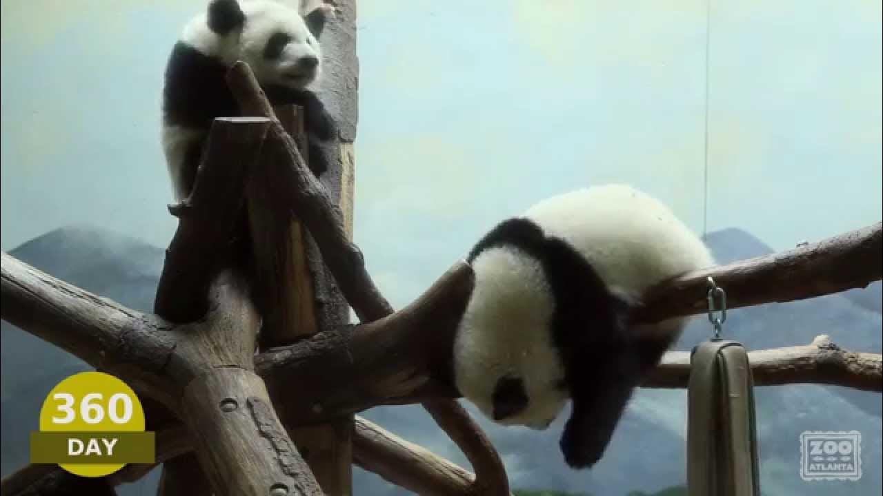 The First Year of Mei Lun and Mei Huan - YouTube