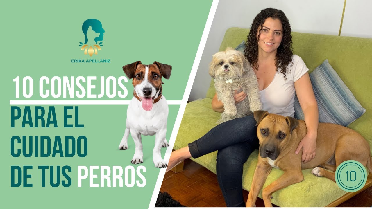 10 Consejos para el cuidado de tus perros 🐶 - YouTube